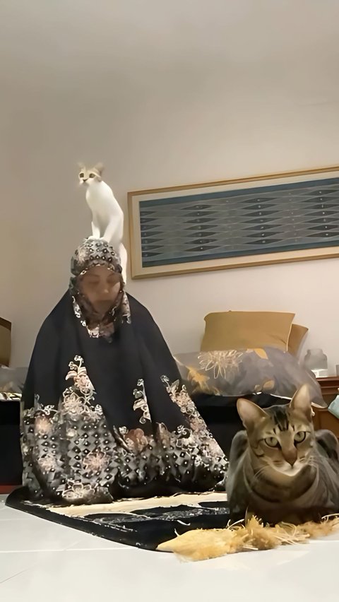 Tingkah Kucing Naik ke Pundak hingga Nangkring di Kepala Pemiliknya ...