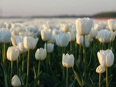 35 Quotes about Spring that Define The Beauty of Spring | trstdly ...