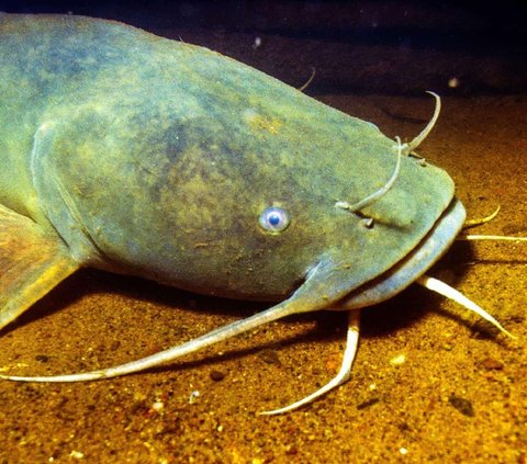 Monster Sungai Sebesar Orang Muncul di Sungai AS dan Kanada, Dikenal ...