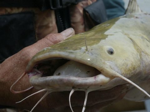 Monster Sungai Sebesar Orang Muncul di Sungai AS dan Kanada, Dikenal ...