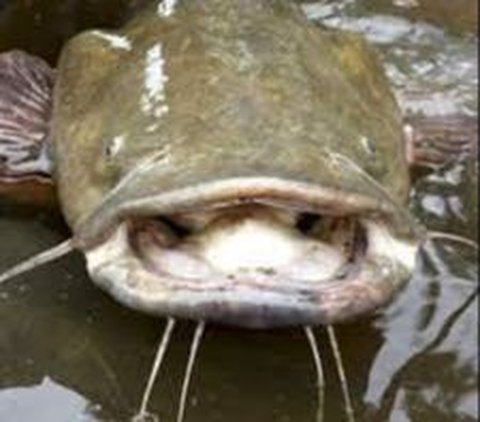 Monster Sungai Sebesar Orang Muncul di Sungai AS dan Kanada, Dikenal ...