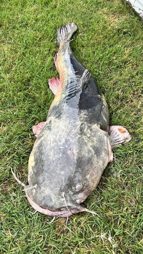 Monster Sungai Sebesar Orang Muncul di Sungai AS dan Kanada, Dikenal ...