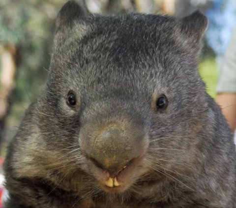 This is the Oldest Wombat in the World Turning 35 Years Old | trstdly ...