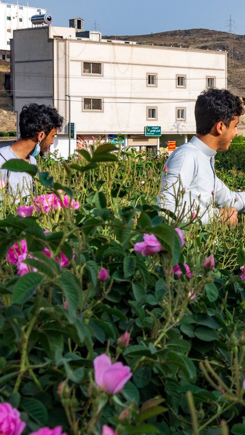Fakta-fakta Kota Taif di Mekkah, Tempat yang Sejuk dengan Bunga Mawar ...