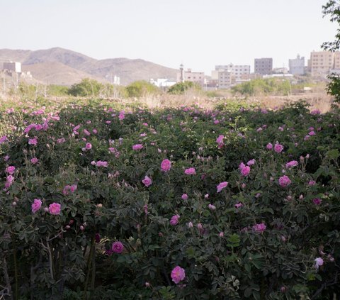 Fakta-fakta Kota Taif di Mekkah, Tempat yang Sejuk dengan Bunga Mawar ...