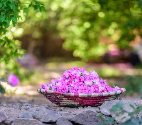 Fakta-fakta Kota Taif di Mekkah, Tempat yang Sejuk dengan Bunga Mawar ...