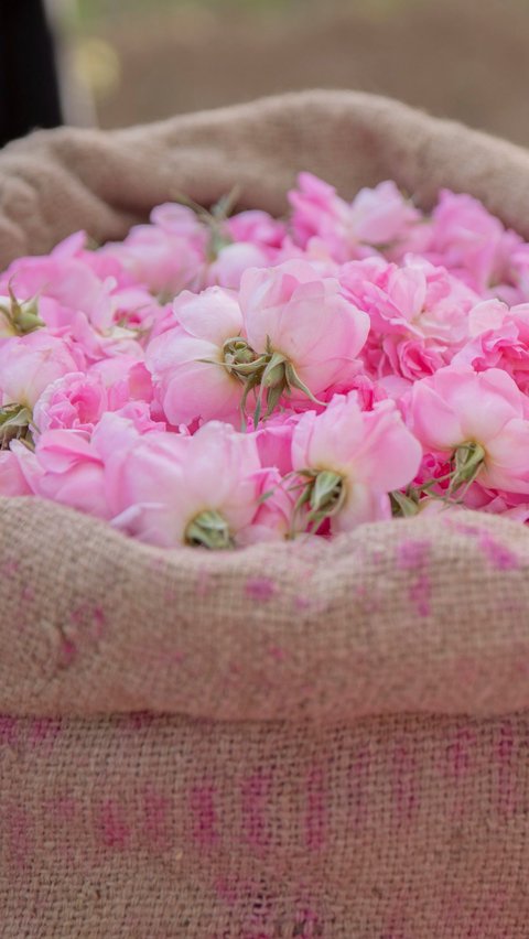 Fakta-fakta Kota Taif di Mekkah, Tempat yang Sejuk dengan Bunga Mawar ...