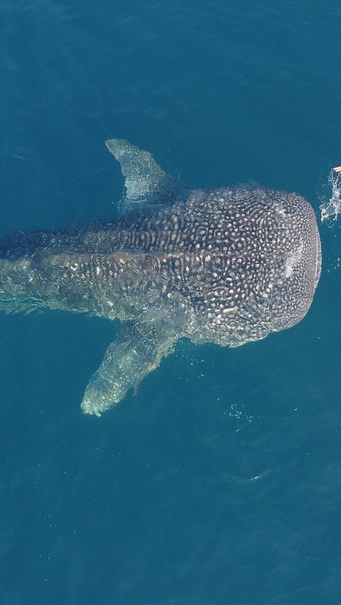 10 Hiu Terbesar di Dunia, Ternyata Bukan Jenis Mako di Film Netflix ...