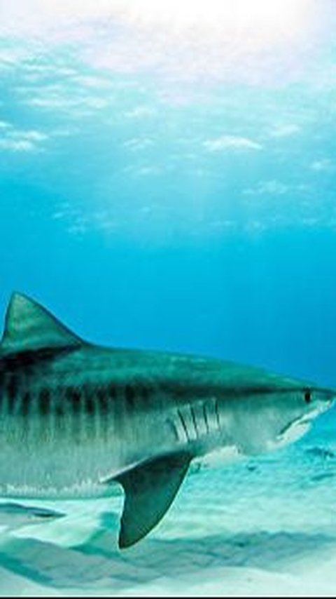 10 Hiu Terbesar di Dunia, Ternyata Bukan Jenis Mako di Film Netflix ...