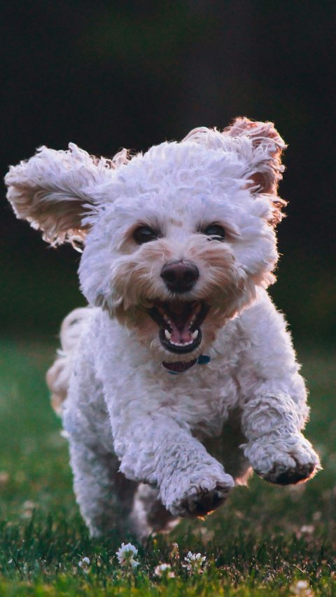 5 Cutest Dog Breeds That Will Melt Your Heart | trstdly: trusted news ...