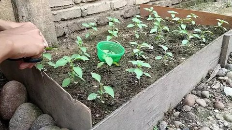 Cara Menanam Daun Kemangi agar Tumbuh Rimbun dan Subur di Rumah ...