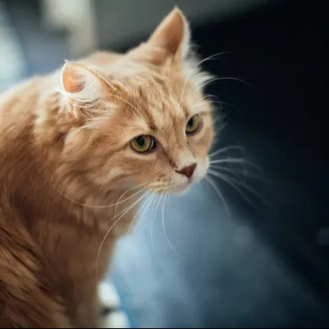 Kucing Tertua di Dunia Pernah Hidup Selama 38 Tahun, Tiga Kali Lipat ...