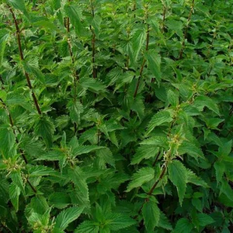 Tanaman Akar Kucing: Herbal Alami untuk Kesehatan Tubuh - merdeka.com