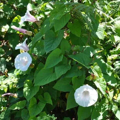 Tanaman Akar Kucing: Herbal Alami untuk Kesehatan Tubuh - merdeka.com