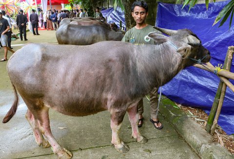 FOTO: Menghidupkan kembali Tradisi Andilan Potong Kebo jelang Lebaran di Jakarta - merdeka.com