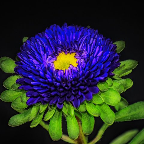 8 Bunga Gampang Ditanam di Taman, Tanpa Ribet! - merdeka.com