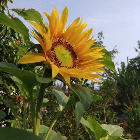 8 Bunga Gampang Ditanam di Taman, Tanpa Ribet! - merdeka.com