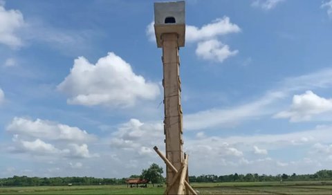 Mengulas Detail Manfaat Burung Hantu Bagi Petani Hingga Prabowo Mau Gelontorkan Duit Rp150 Juta ...