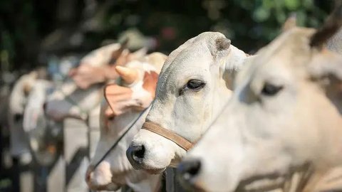 Ingin Kurban Idul Adha? ini Daftar Harga Kambing & Sapi Terbaru 2025 di Pulau Jawa - merdeka.com