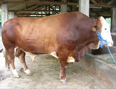 Daftar Harga Sapi Kurban 2025 Iduladha 1446 H Terbaru dan Terlengkap, Siapkan Sekarang Sebelum ...