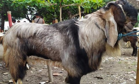 Harga Terkini Kambing Kurban 2025, Pilihan Ekonomis Kambing Jawa Cempe ...