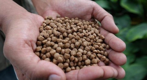 7 Penyebab Ikan Mas Sering 'Megap-megap' dan Melompat di Permukaan Air ...