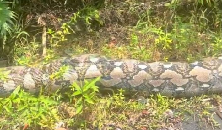 Dikira Pohon Kelapa Tumbang di Jalan, Ternyata Ular Piton Raksasa Mati ...