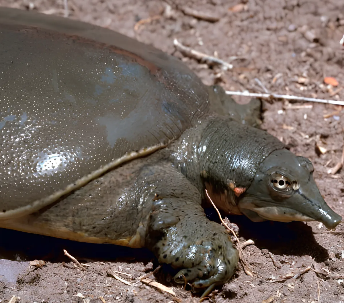 Punya Tempurung Mirip Punggung Manusia, Kura-Kura Belawa Jadi Hewan ...