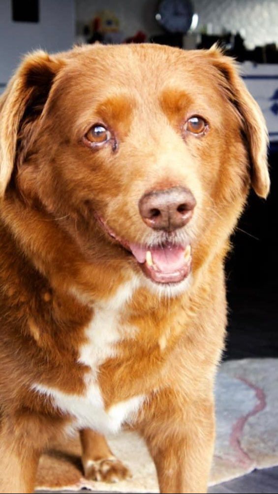 Bobi, the World's Oldest Dog, Died at 31 | trstdly.com