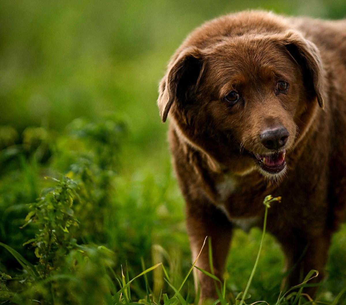 Bobi, the World's Oldest Dog, Died at 31 | trstdly.com