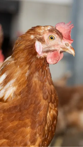 AI-Based Cage Can 'Translate' Chicken Chatter | trstdly.com