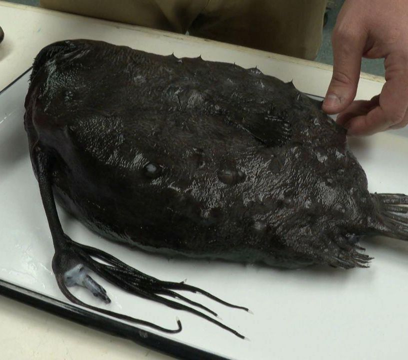 Viral! Ikan Berwajah Seram Berwarna Hitam Legam Ini Memiliki Perjalanan ...