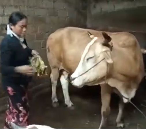 Mengenal Tradisi Ngalungi Sapi, Budaya Masyarakat Blora Warisan Nenek ...