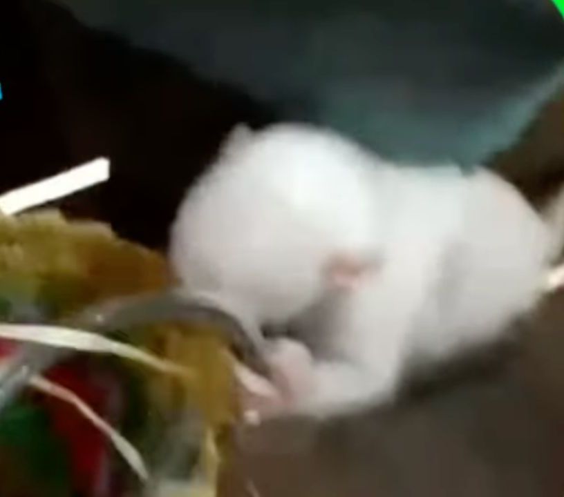 Langka! Kera Putih Penghuni Hutan Kalimantan Tertangkap Kamera