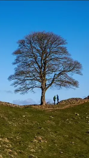 A Teenager in the UK Cut down a 400-year-old "Robin Hood" Tree in a ...