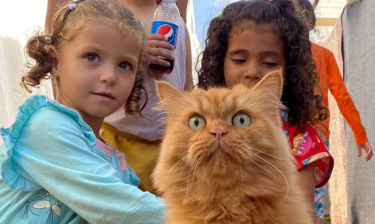 FOTO: Tiga Ekor Kucing Lucu Ini Bawa Kegembiraan Anak-Anak Palestina di ...