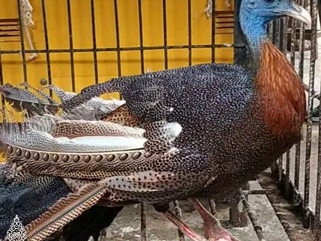 Karakteristik Burung Kuau Raja, Memiliki Kemampuan Unik