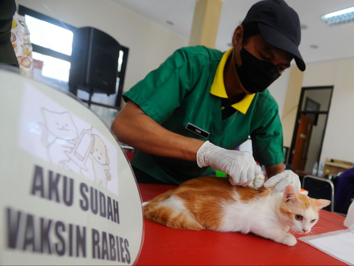 FOTO: Wujudkan Indonesia Bebas Rabies 2030, Anjing dan Kucing di Depok ...