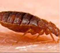 Pertolongan Pertama Ketika Digigit Kutu Busuk