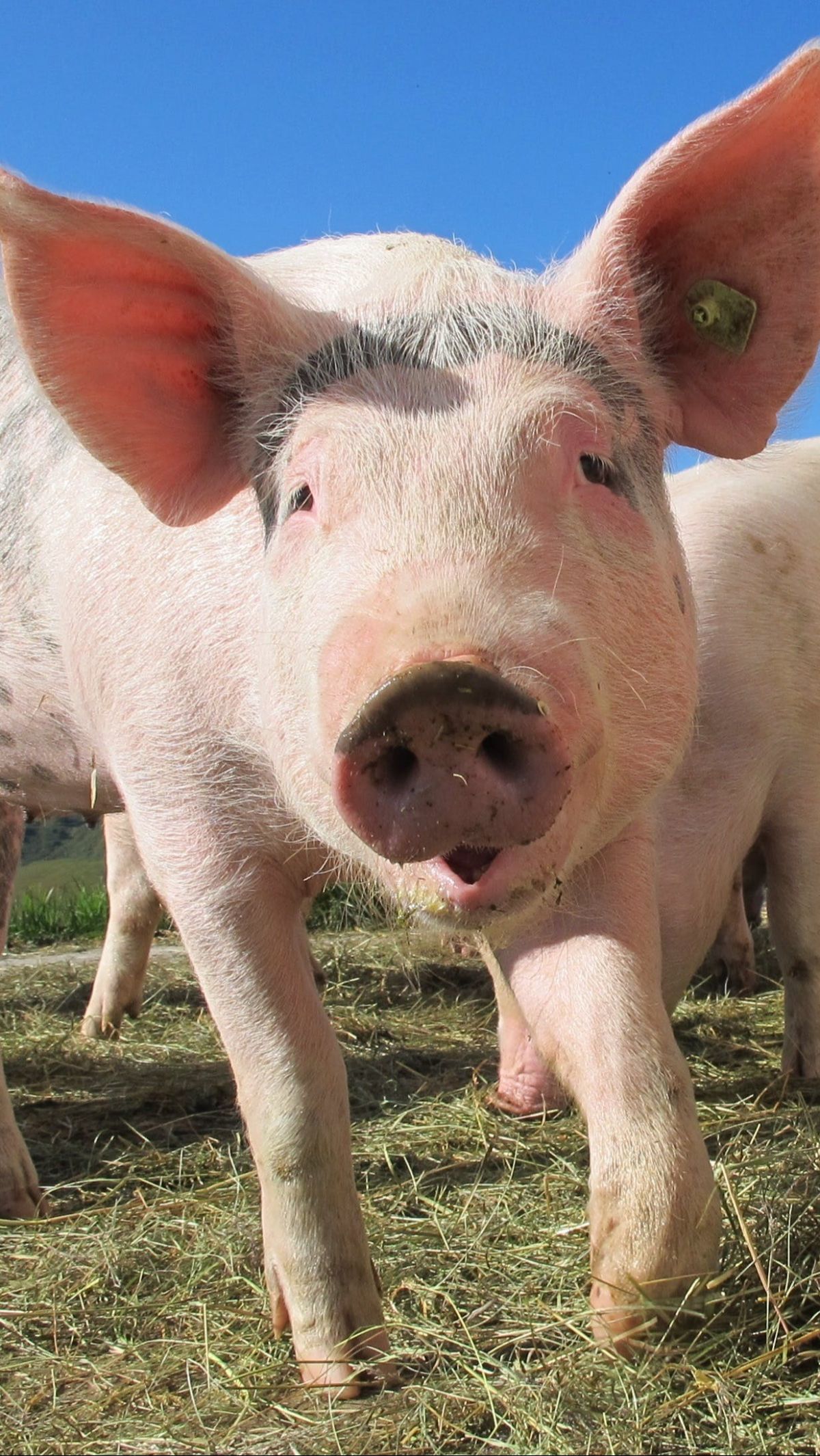 Viral Kelahiran Anak Babi Mirip Sosok Bayi Manusia di NTT, Ini Fakta di ...