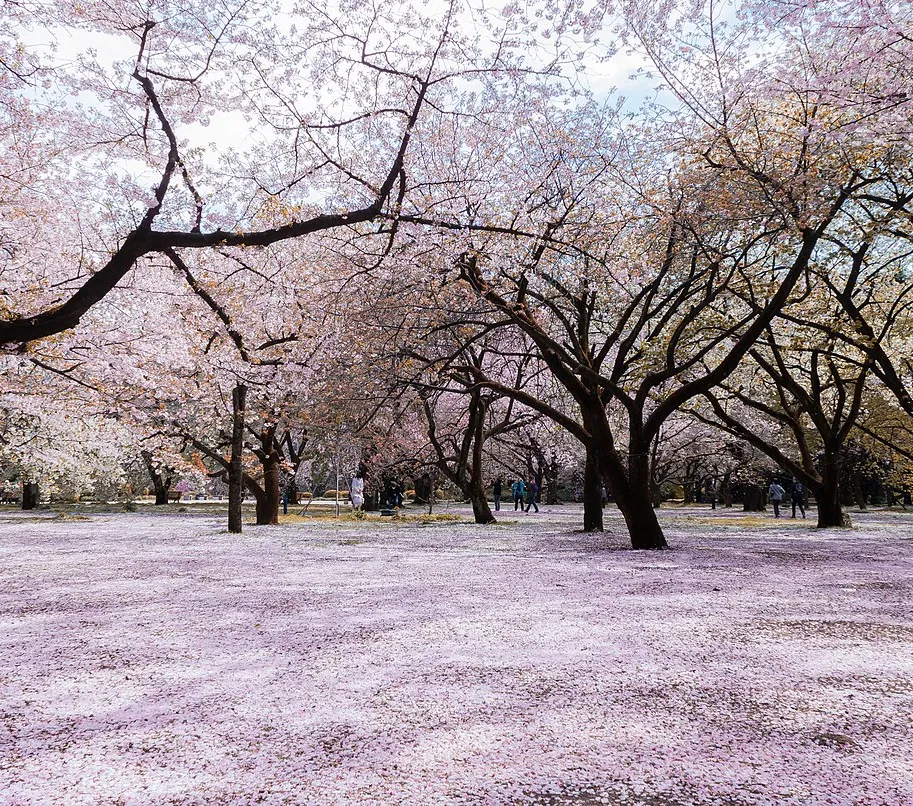 12 Potret Keindahan Shinjuku Gyoen dari Film Makoto Shinkai di Berbagai ...