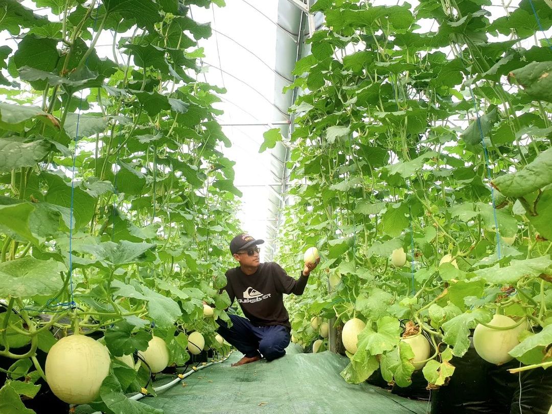 Kisah “Profesor” Melon dari Perdesaan Bojonegoro, Telaten Rawat Buah ...