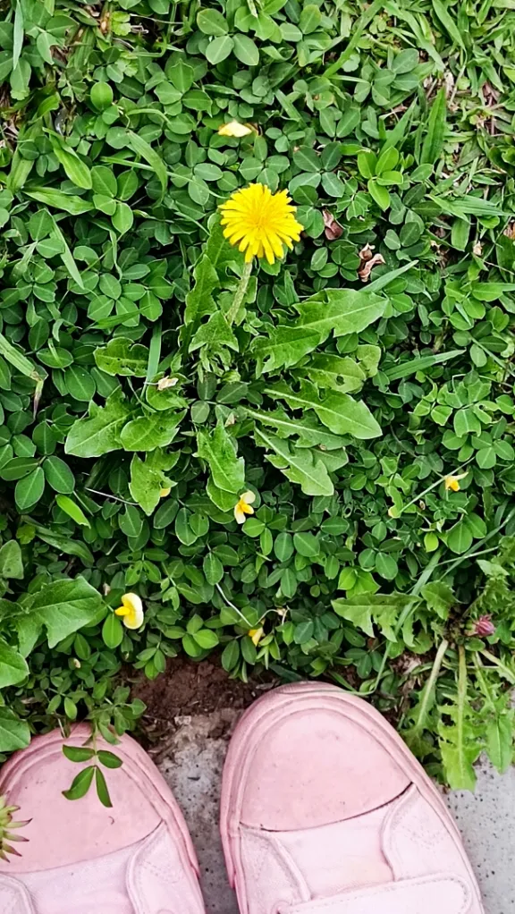 13 Manfaat Dandelion, Gulma yang Bisa Disantap dan Bergizi Tinggi serta ...