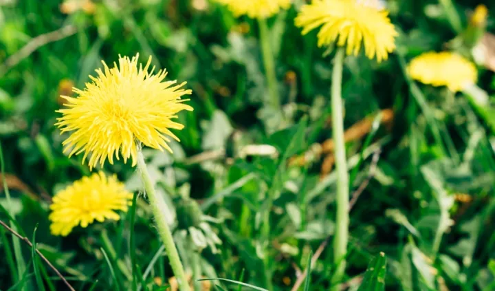 13 Manfaat Dandelion, Gulma yang Bisa Disantap dan Bergizi Tinggi serta ...