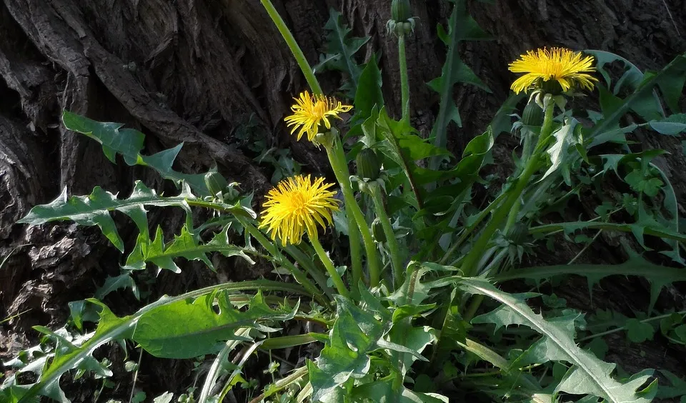 13 Manfaat Dandelion, Gulma yang Bisa Disantap dan Bergizi Tinggi serta ...