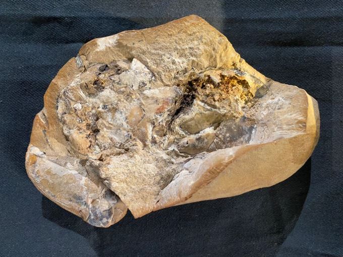 Ini Jantung Tertua di Dunia Berusia 380 Juta Tahun, Tapi Bukan Organ ...