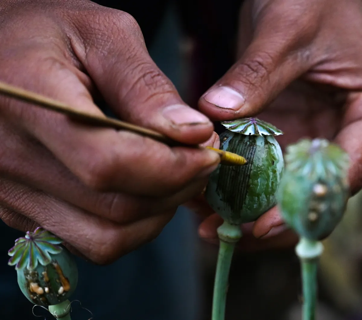 Negara Ini Geser Afghanistan Sebagai Produsen Opium Terbesar di Dunia