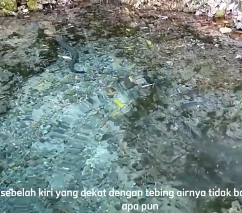 Heboh Penampakan Hewan Keramat Penunggu Mata Air di Maluku, Bentuknya ...