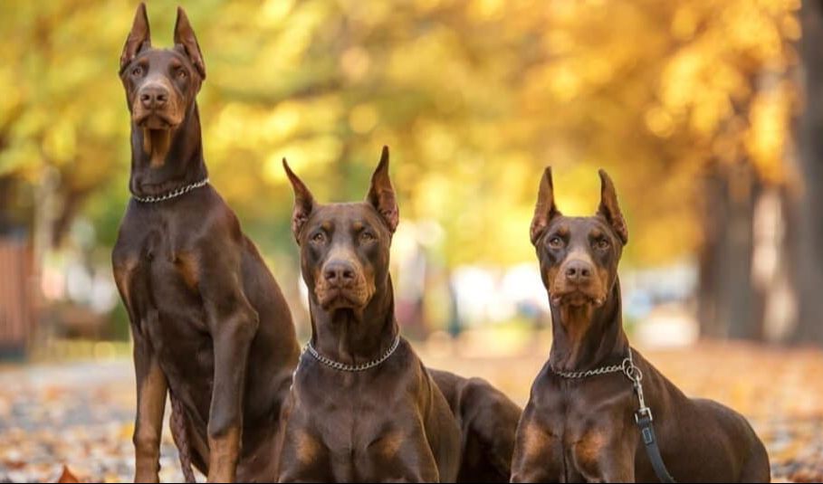 9 Anjing yang 'Paling Menakutkan' Dilihat dari Perawakannya