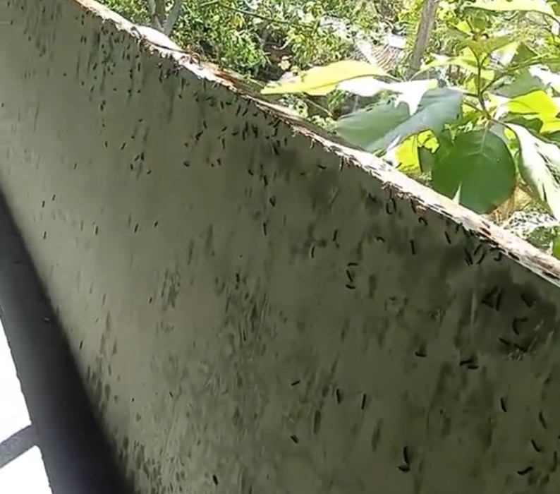 Wanita Ini Bagikan Kondisi Rumahnya yang Dikepung Ulat Jati, Potretnya Bikin Merinding